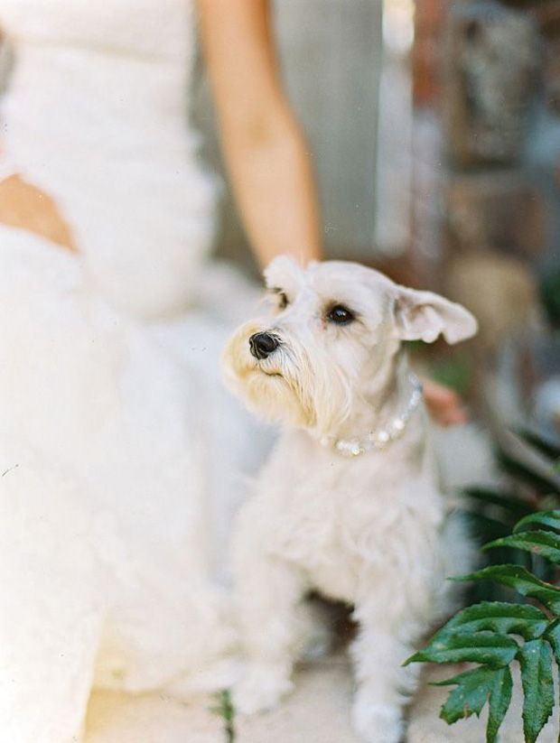 15 cute ways to get your dog wedding ready | doggie aisle style!